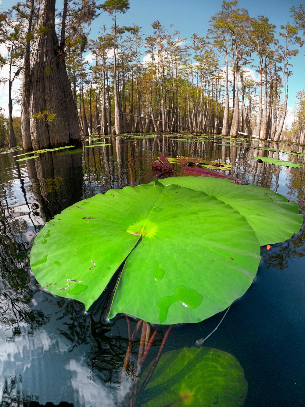 Wild Florida: Ocheesee Pond