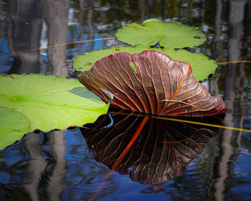 Wild Florida Ocheesee Pond