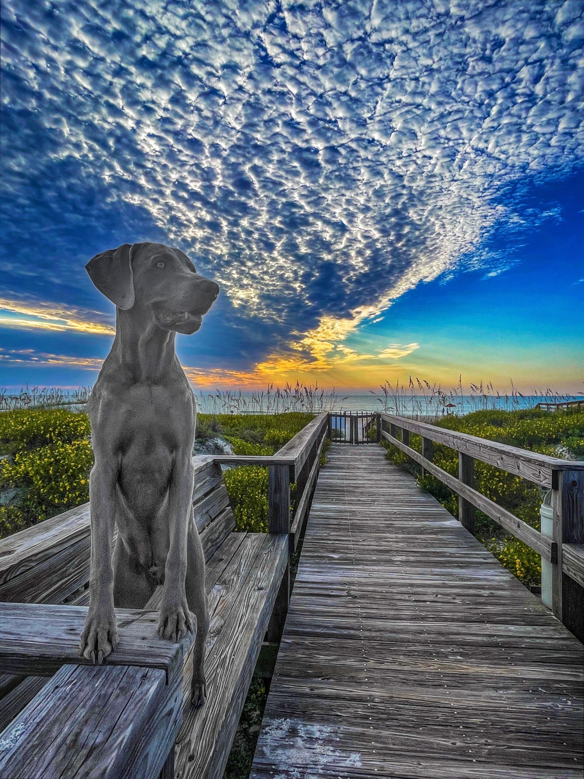 Meet Andy and Arlo - Together Photographing St. Augustine