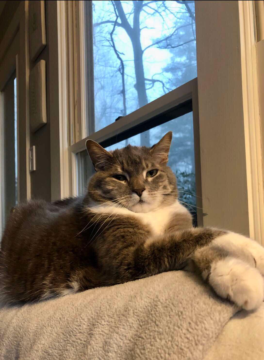 Rescue Pets Of The First Coast - Meet Mr. Izzy!