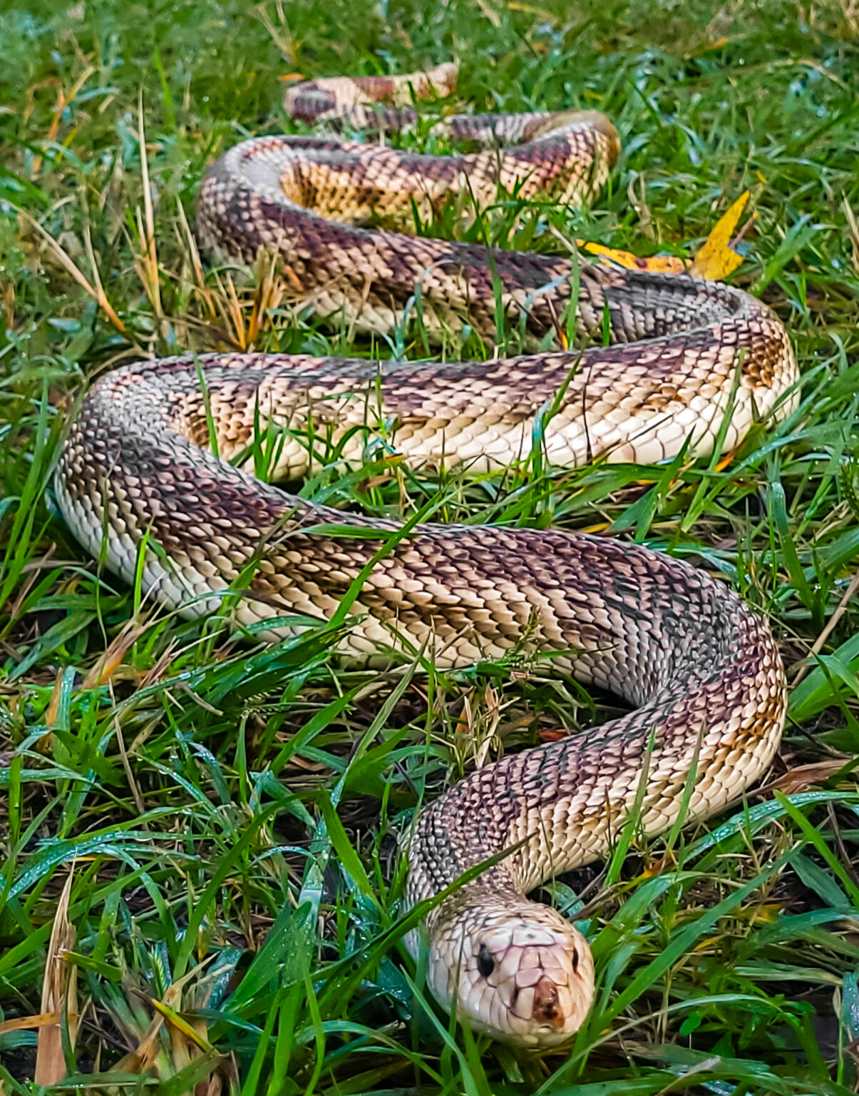 Home - FirstCoast.Life